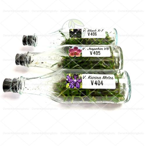 Jual Anggrek vanda dalam botol | Anggrek Botolan - V406 - Kota Batu ...