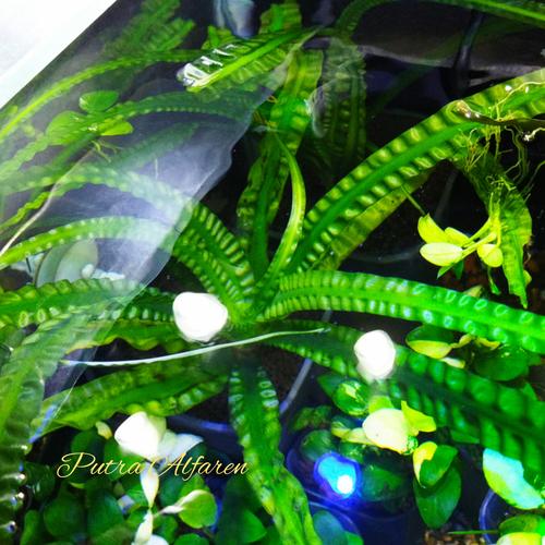 Jual Crinum Natan / Crinum Natans / Crinum Nathan - Kab. Purwakarta ...