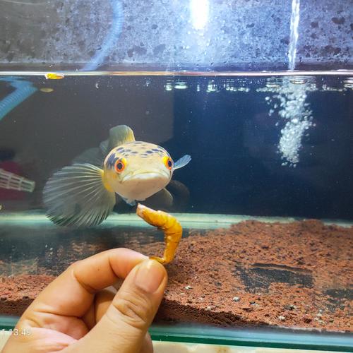 Jual Udang Super Yellow Channa Max - Kota Bekasi - Maestro_Fish | Tokopedia