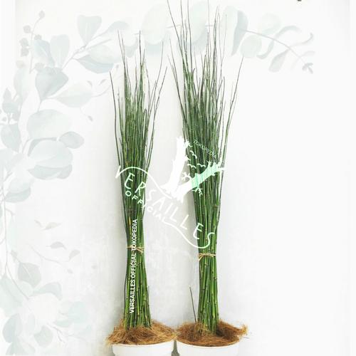 Jual Tanaman Hias Bunga Rough Horsetail Plant Bambu Air Bamboo Bambo ...