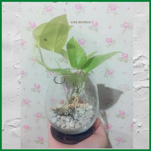 Jual Paket komplit vas bunga dan tanaman sirih gading - komplit + hijau ...