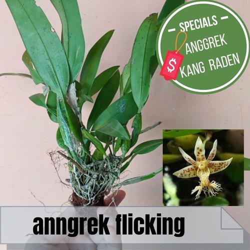 Jual anggrek flickingeria fimbriata/anggrek spesies flicking eria ...