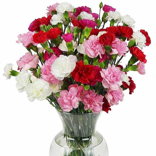 Jual Bunga Anyelir Carnation Segar Asli per ikat - Putih - Jakarta ...