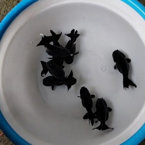 Jual ikan koki rancu black / rancu gosong - Kota Tangerang Selatan ...