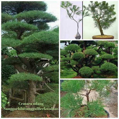 Jual Tanaman Cemara Udang - Kab. Kediri - Sanggarbibitunggulberkwalitas ...