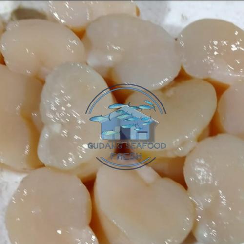 Jual Daging kerang kampak kupas / scallop premuim 1kg - Jakarta Timur ...