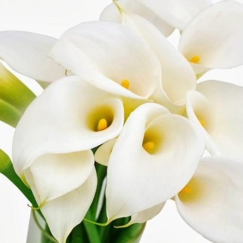 Jual Fresh Cut Calla Lily / Bunga Callalily per ikat - Jakarta Barat ...