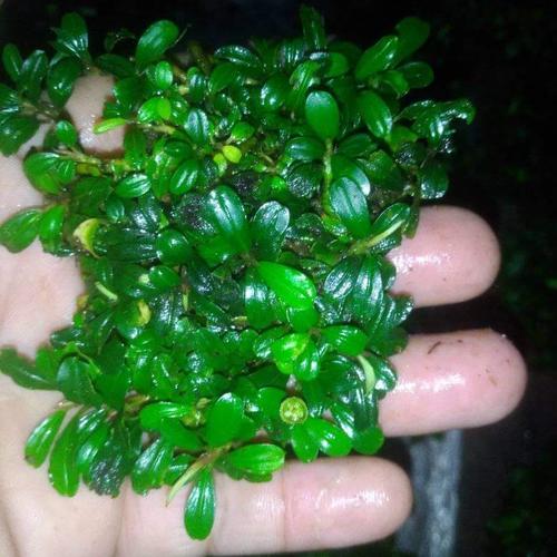 Jual tanaman buce mini bulet / tanaman aquascape / tanaman air - Kota ...