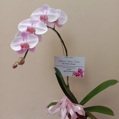 Jual vas bunga anggrek asli / rangkaian bunga anggrek - Jakarta Barat ...