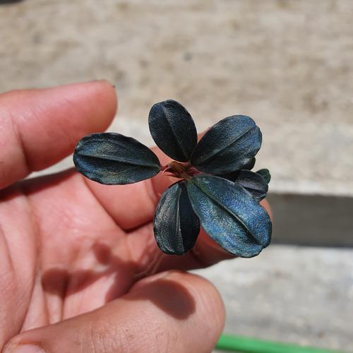 Jual Bucephalandra Brownie Helena - Kab. Bandung Barat - Indonesia ...