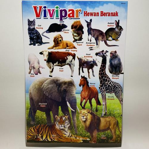 Jual POSTER EDUKASI ANAK MENGENAL OVIPAR VIVIPAR OVOVIVIPAR - OVIPAR ...