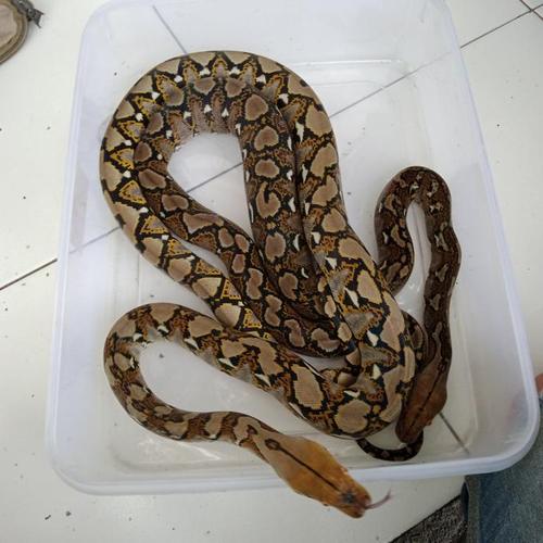 Jual READY BABY UP RETICULATUS PYTHON / ULAR JAWA RETIC / JINAK YUK DI ...