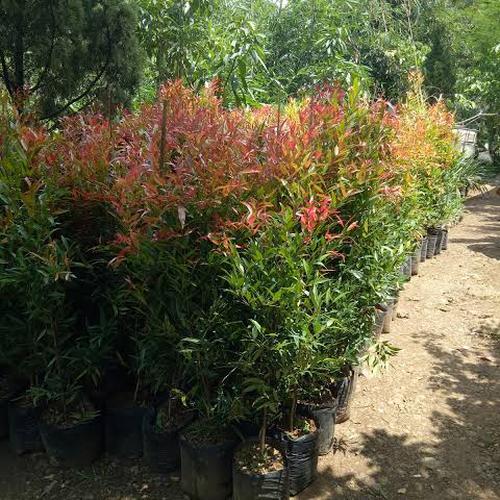 Jual Bibit Tanaman Hias Pucuk Merah Tinggi 1 Meter - Kota Bogor ...