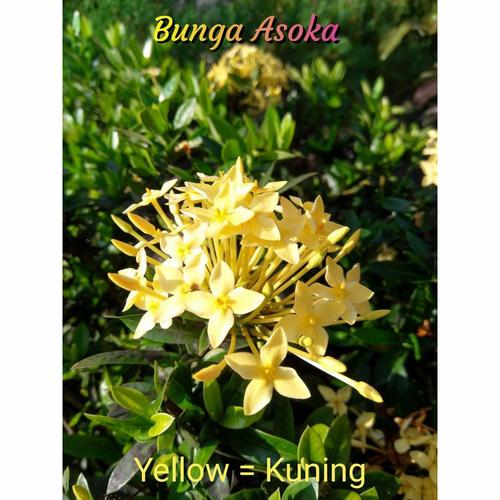 Jual tanaman hias asoka jepang - asoka mini bunga kuning - soka daun ...