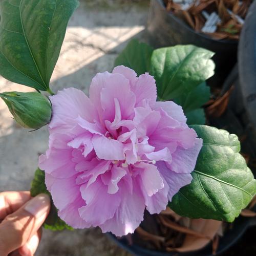 Jual bunga sepatu ungu tumpuk tanaman hias outdoor - Kab. Sidoarjo ...