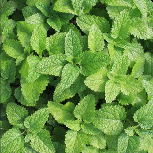 Jual Tanaman Mint Lemon Balm Edible Plants - Kota Bandung - Usaha ...
