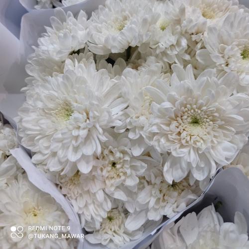 Jual bunga Krisan spay / Jimla fresh harga per 10 tangkai - Kuning ...