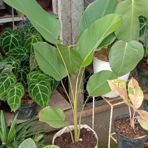 Jual calathea lutea / pisang pisangan taman - Kota Tangerang - Warung ...
