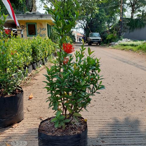 Jual tanaman hias soka singapure/ pohon soka singapure - Jakarta Barat ...