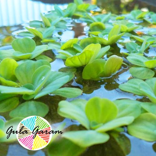 Jual Tanaman Air Apung Apu Apu / Kapu Kapu Uk 3-7 cm Aquascape Air ...