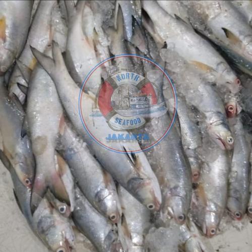Jual ikan kuro / senangin fresh | seafood | hasil laut segar - Jakarta ...