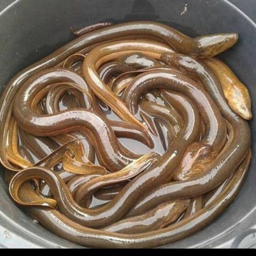 Jual belut hidup konsumsi 500grm - Jakarta Barat - cahaya laut mandirii ...