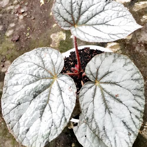 Jual tanaman hias begonia putih remaja - bocil - Kab. Bandung Barat ...