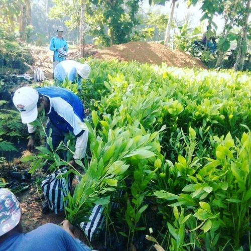 Jual bibit pohon akasia mangium unggul paket 5 bibit - Kab. Kediri ...