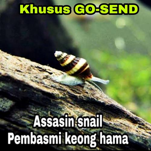 Jual Assasin snail pembasmi keong hama aquascape / aquarium - Kota ...