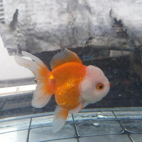 Jual (sold) koki oranda short body - Kota Bandung - fishcery | Tokopedia