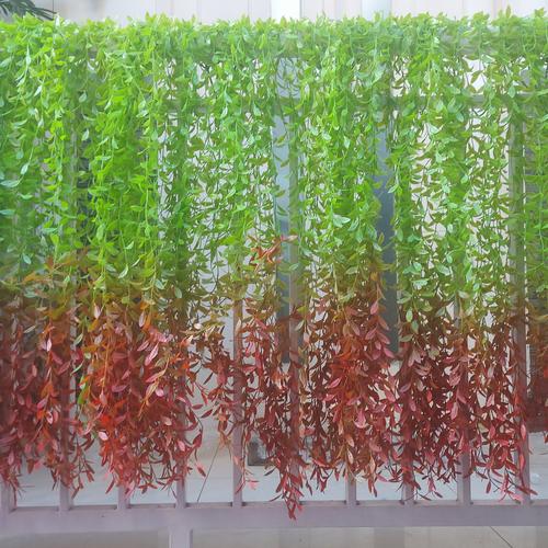 Jual daun panjang vernonia lee kwan yew hoya costa rambat daun hias ...