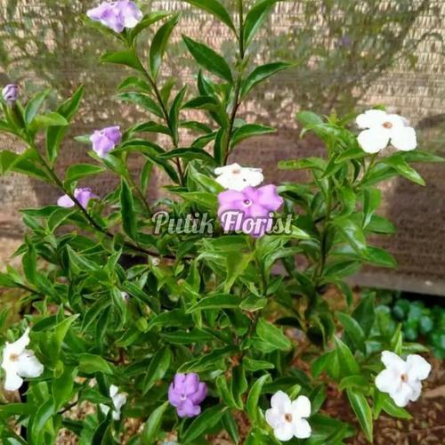 Jual Tanaman Hias Melati Costa / Brunfelsia Uniflora - Kota Batu ...