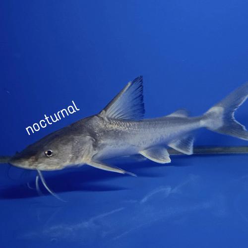 Jual hemiarius stormii / ikan hemiarius stormii / ikan hiu air tawar ...