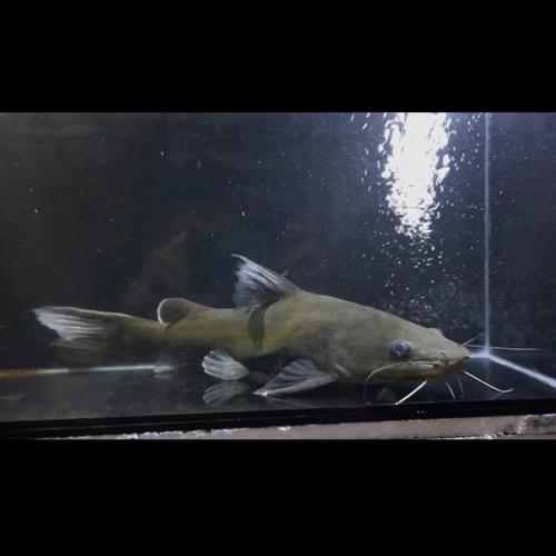 Jual IKAN HIAS BAUNG HEMIBAGRUS NEMURUS IKAN PREDATOR TANKMATE ...