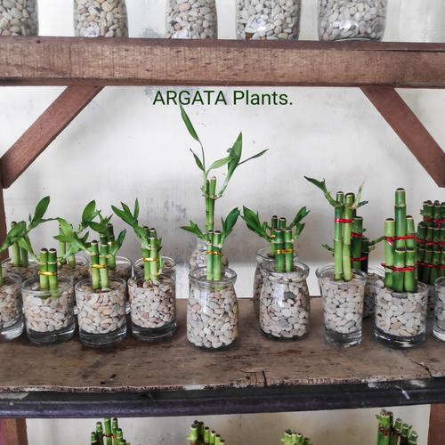 Jual bambu hoki mini 5 batang dengan vas - 2 batang B - Kota Denpasar ...