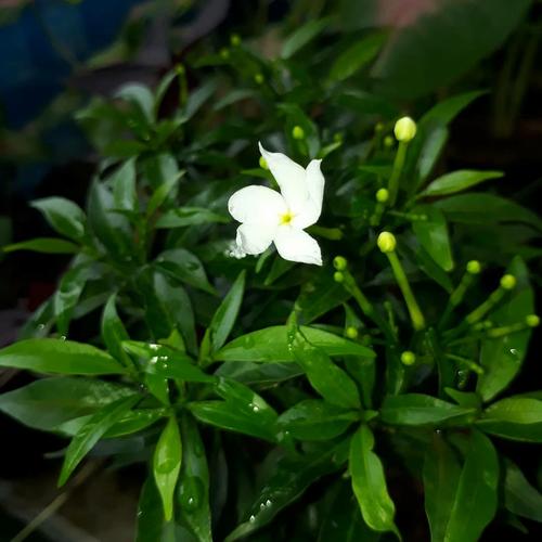 Jual Tanaman Melati kaca piring mini /gardenia jasminoides radicans ...