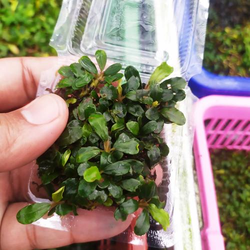 Jual bucephalandra mini micro melawi per mika kecil - Kab. Boyolali ...