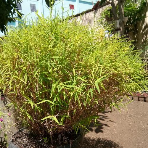 Jual Tanaman bambu mini micro/sasa pygmaea bamboo dwarf - Kab. Bandung ...