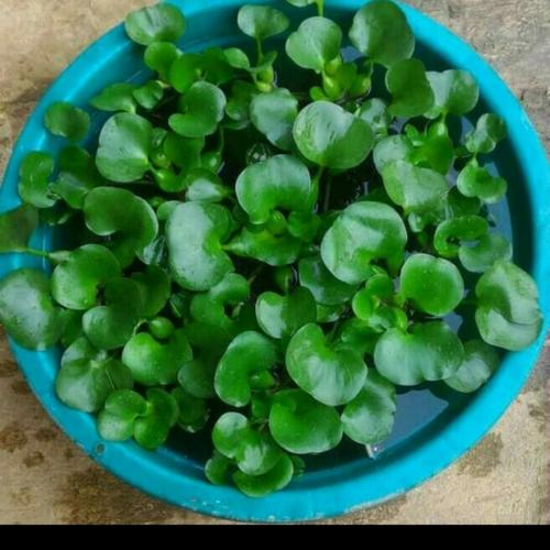 Jual daun tanaman enceng eceng gondok apu-apu murah aquascape aquarium ...
