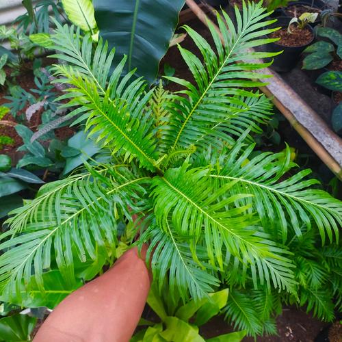 Jual tanaman hias pakis jibung jibum - tanaman pakis jibung - pakis ...