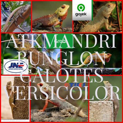 Jual BUNGLON CALOTES VERSICOLOR ORIGINAL - Jakarta Selatan - atkmandri ...