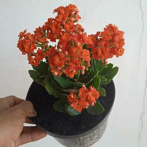 Jual Tanaman cocor bebek bunga orange / kalanchoe blossfeldiana orange ...