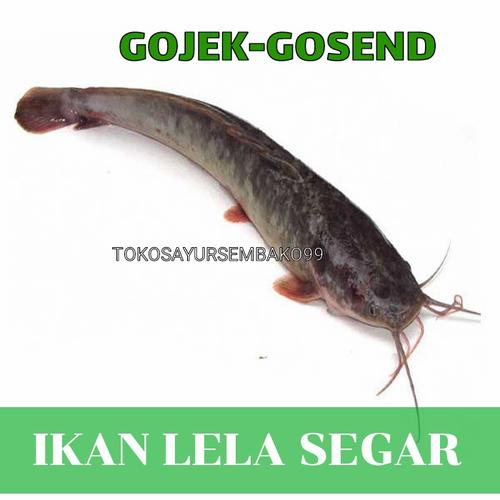Jual ikan lele segar fresh surabaya - 1 kg - Kota Surabaya ...