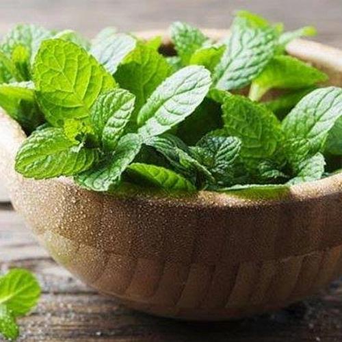 Jual [TERMURAH] Daun Mint Segar 350gr - 1kg / Mint Leaf Segar / Daun ...