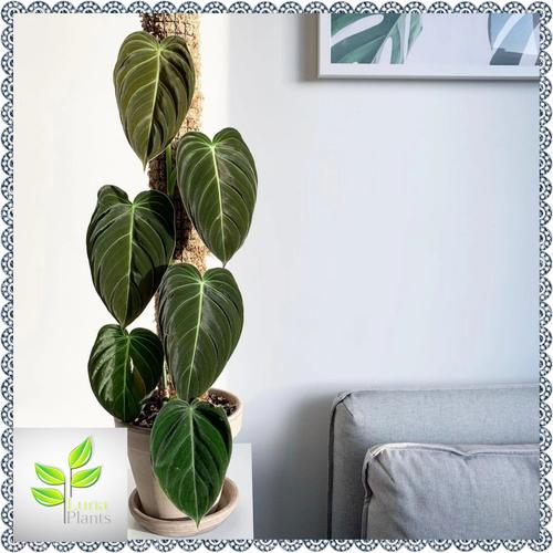 Jual philodendron melanochrysum / tanaman hias melano - Kab. Bogor ...