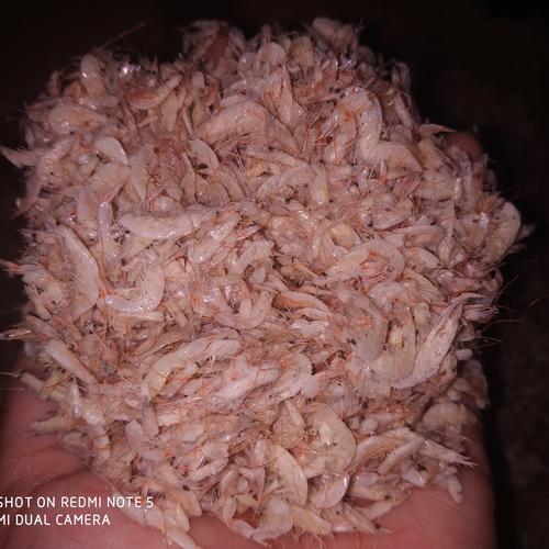 Jual rebon asin udang 500gr - 1kg - Jakarta Barat - Dunia ikan asin ...