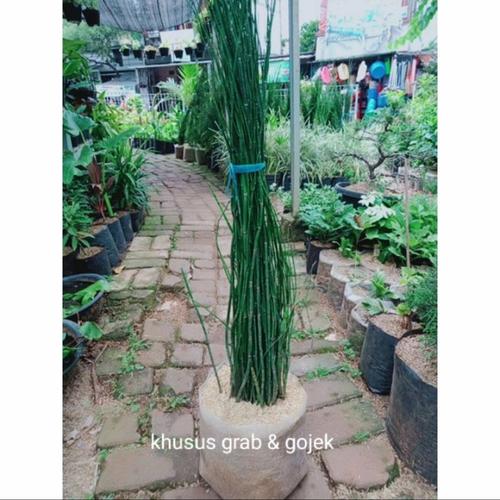 Jual tanaman bambu air rimbun khusus grab&gojek - Kota Bekasi - Kebun ...