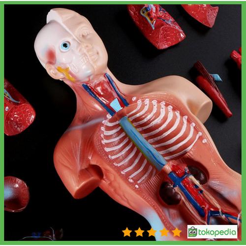 Jual Best Model Anatomi Torso Anatomi Tubuh Manusia Untuk Mengajar ...