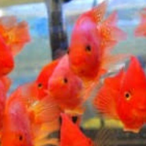 Jual ( Grab Atau Gojek Only ) hiasan aquarium ikan red parrot ikan hias ...