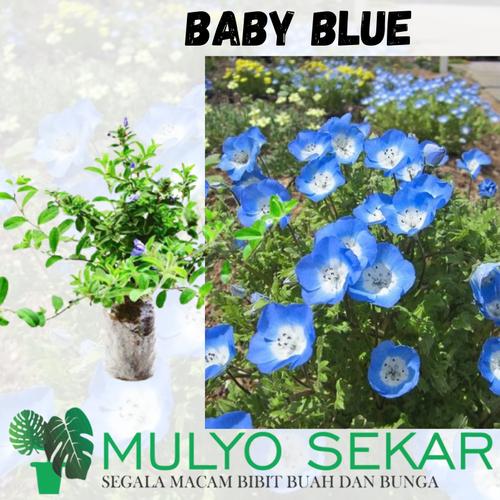 Promo Bibit Tanaman Hias Bunga Baby Blue Eyes - Kota Batu - mulyo sekar ...